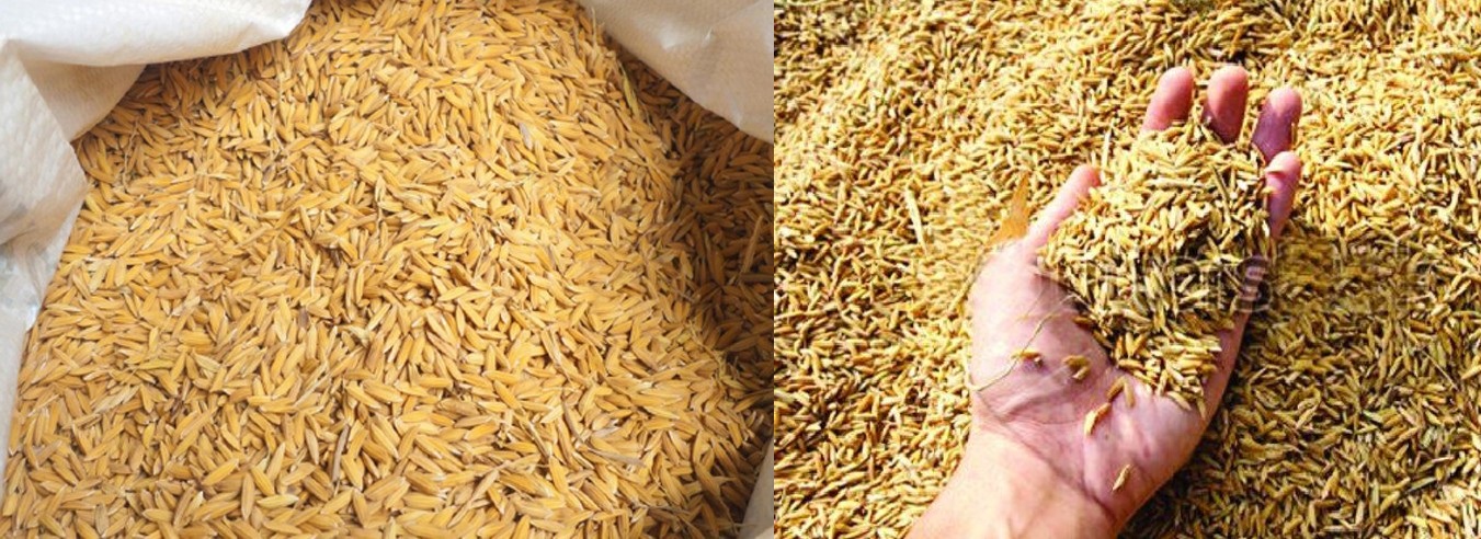 धान उत्पादन पाँच वर्षकै यता कम, सुदूरपश्चिममा ३१.४९ प्रतिशतले धान ...