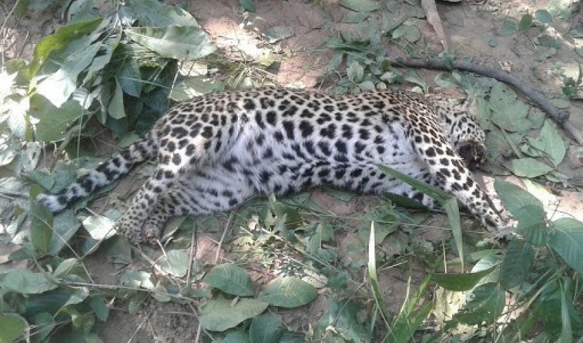 दार्चुलामा बँदेलका लागि थापेको पासोमा चितुवा फसेपछि….