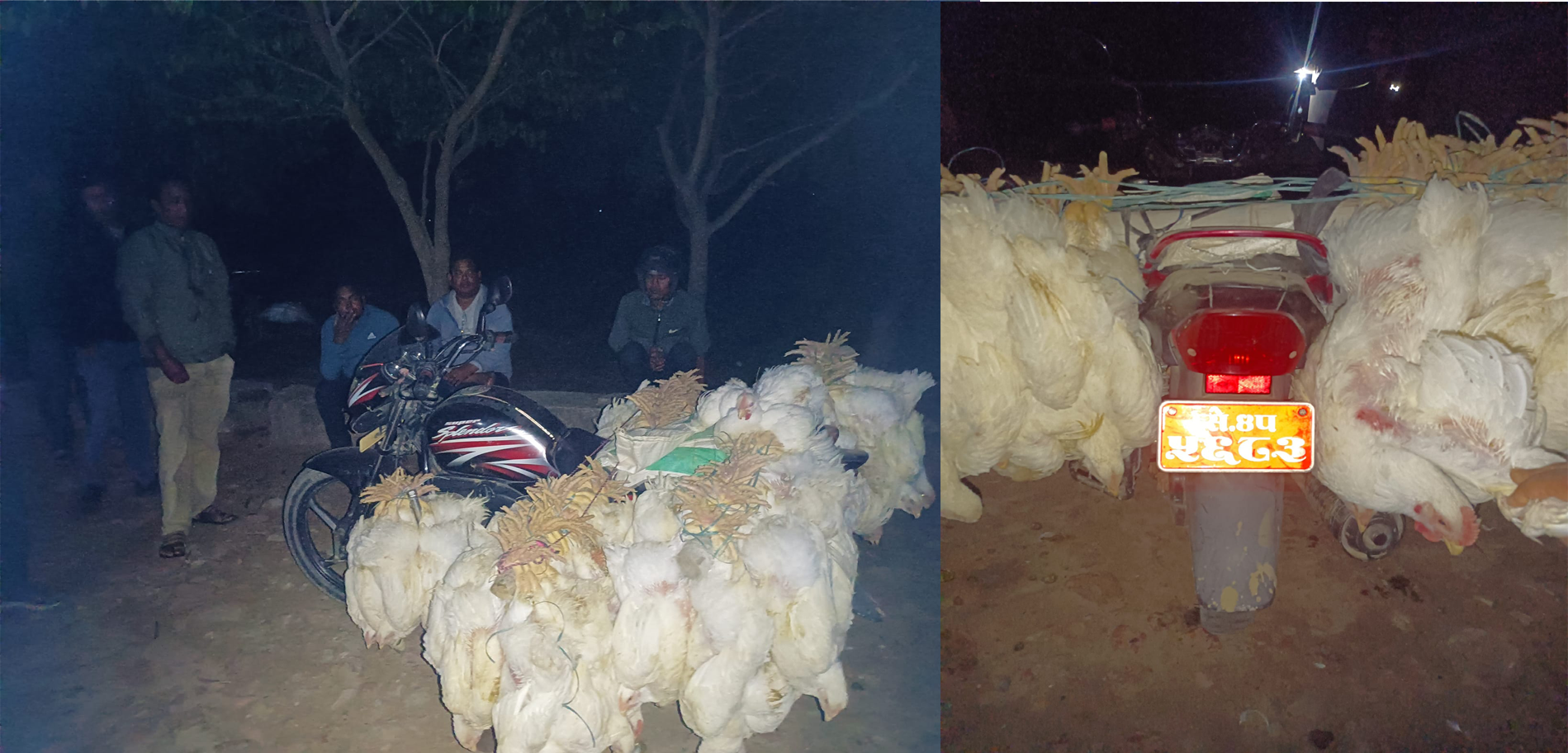 कञ्चनपुरमा अवैध कुखुरा स्थानीयको नियन्त्रणमा