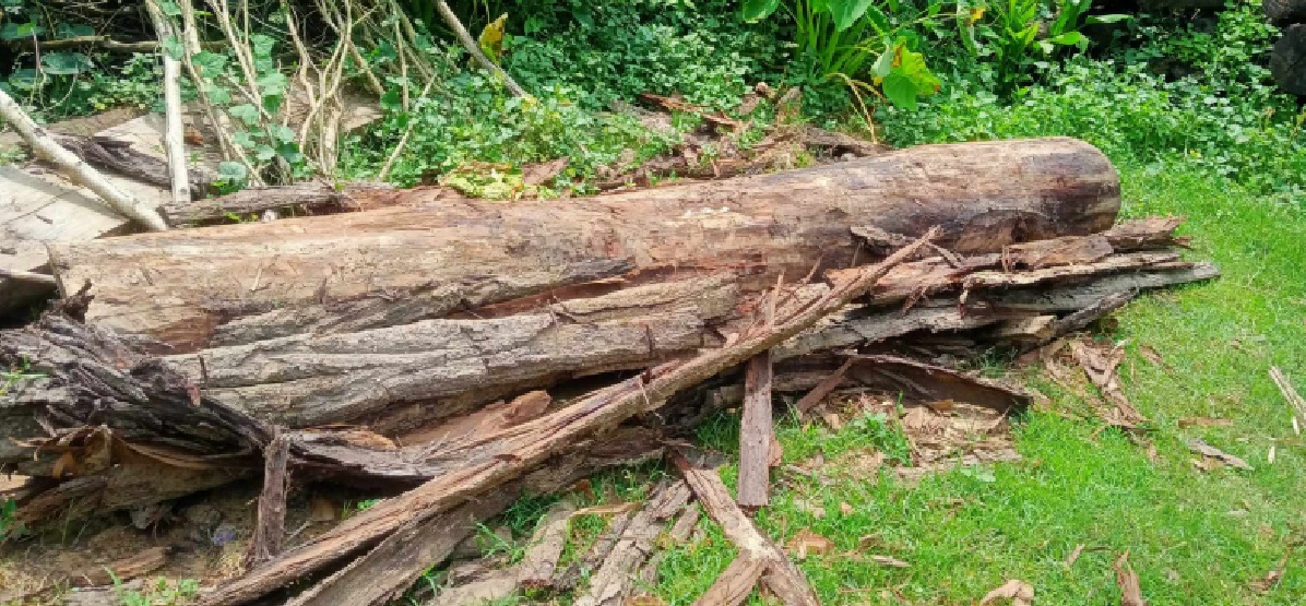 कैलालीमा सामुदायिक वनमा लुकाएको अवैध काठ फेला