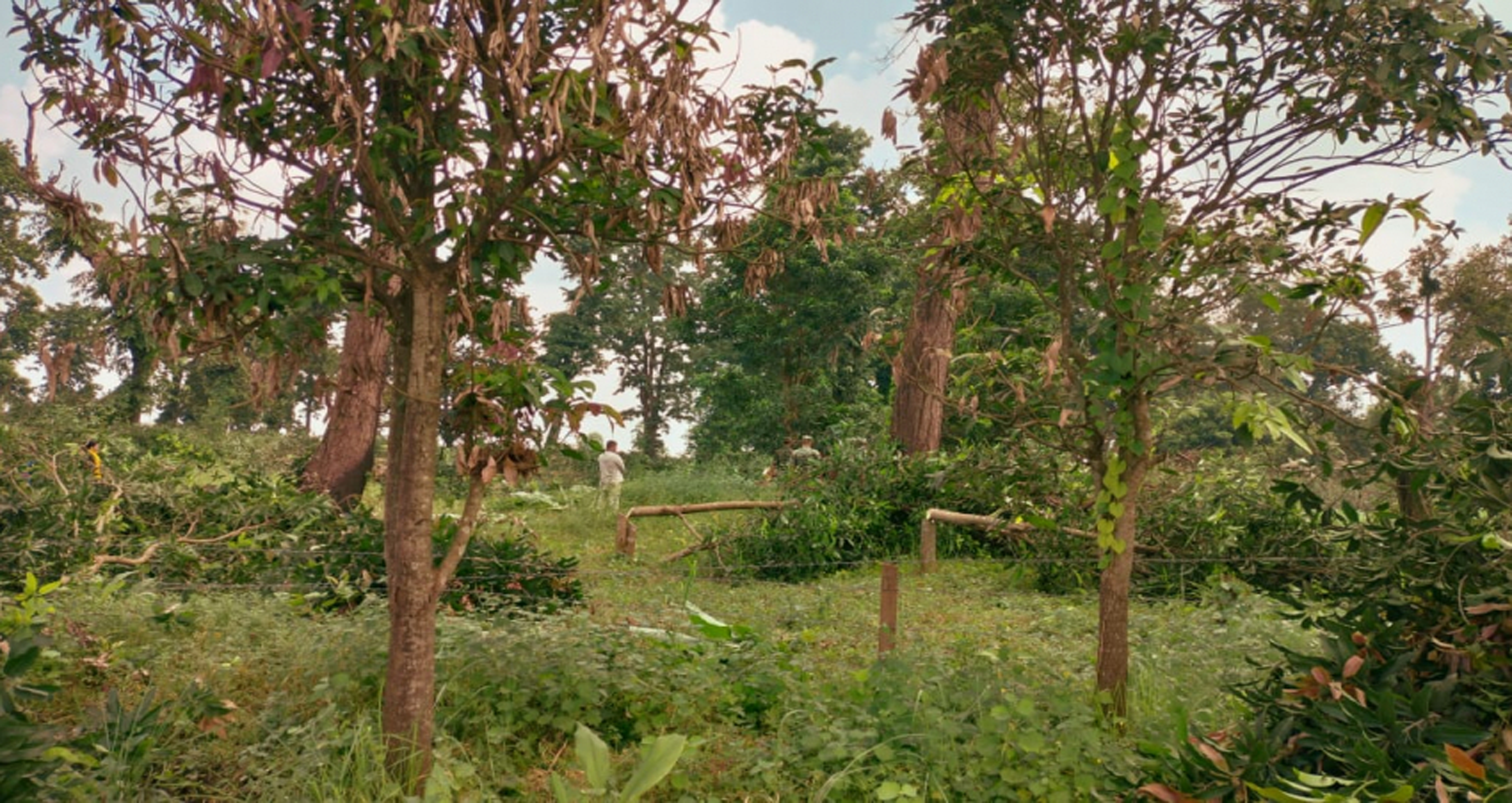 कैलालीमा वन कर्मचारीकै टोलीबाट फडानी, मेसिन प्रयोग गरी काटिए हजार रुख