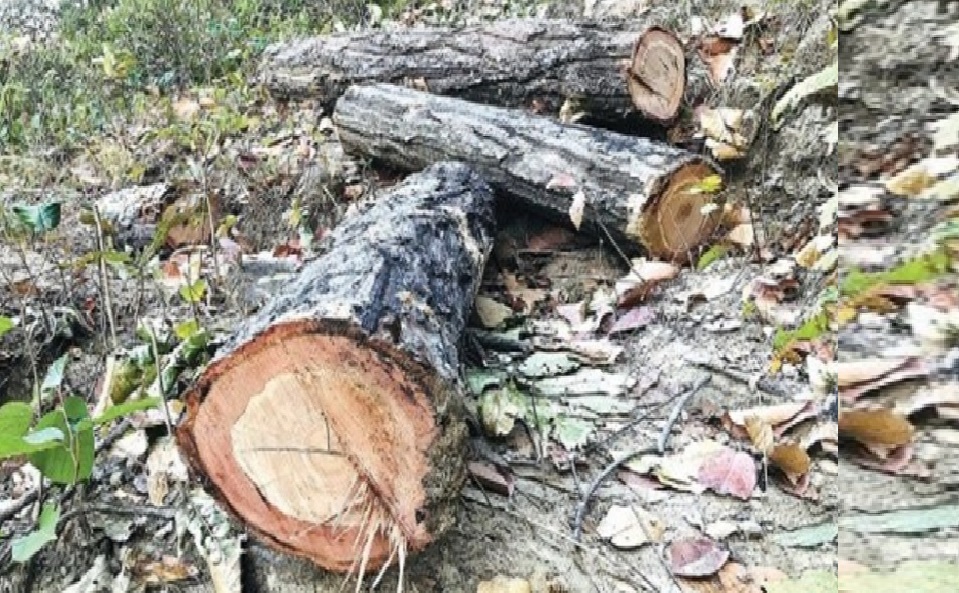 कैलालीको एक सामुदायिक वनबाट अवैध काठ वरामद