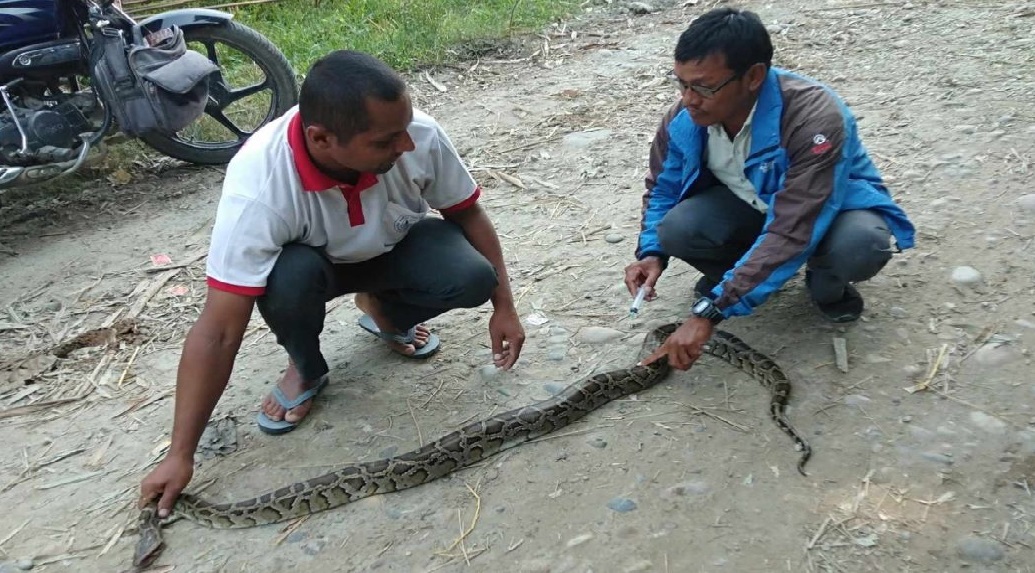 कैलालीको टीकापुरबाट अजिङ्गरको उद्धार