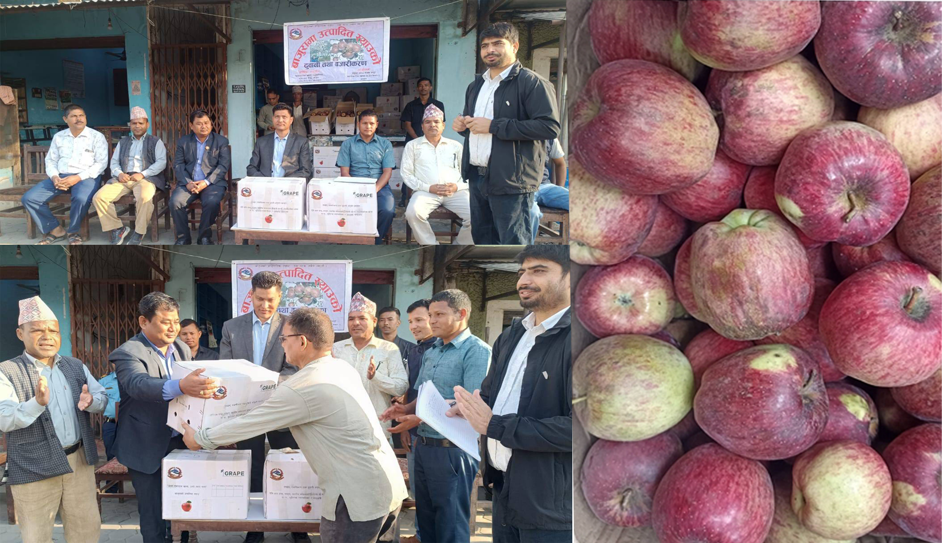 धनगढी पुग्यो बाजुराको अर्गानिक स्याउ